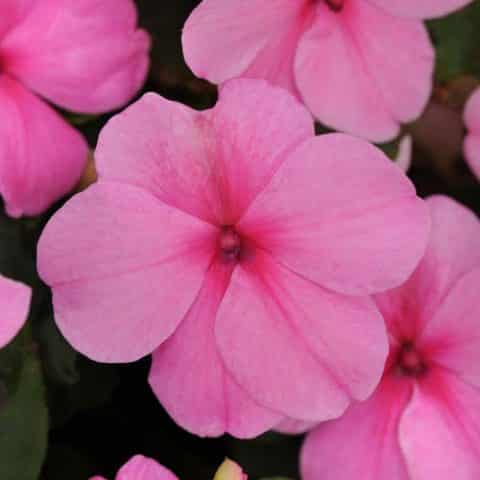 Impatiens – New Wave Dance | Urban Growers