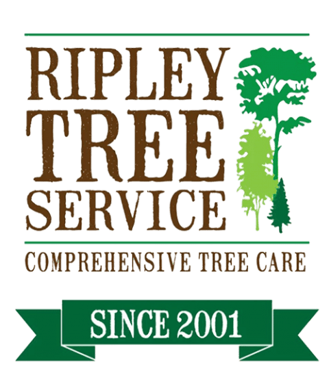 About Ripley Tree Service
